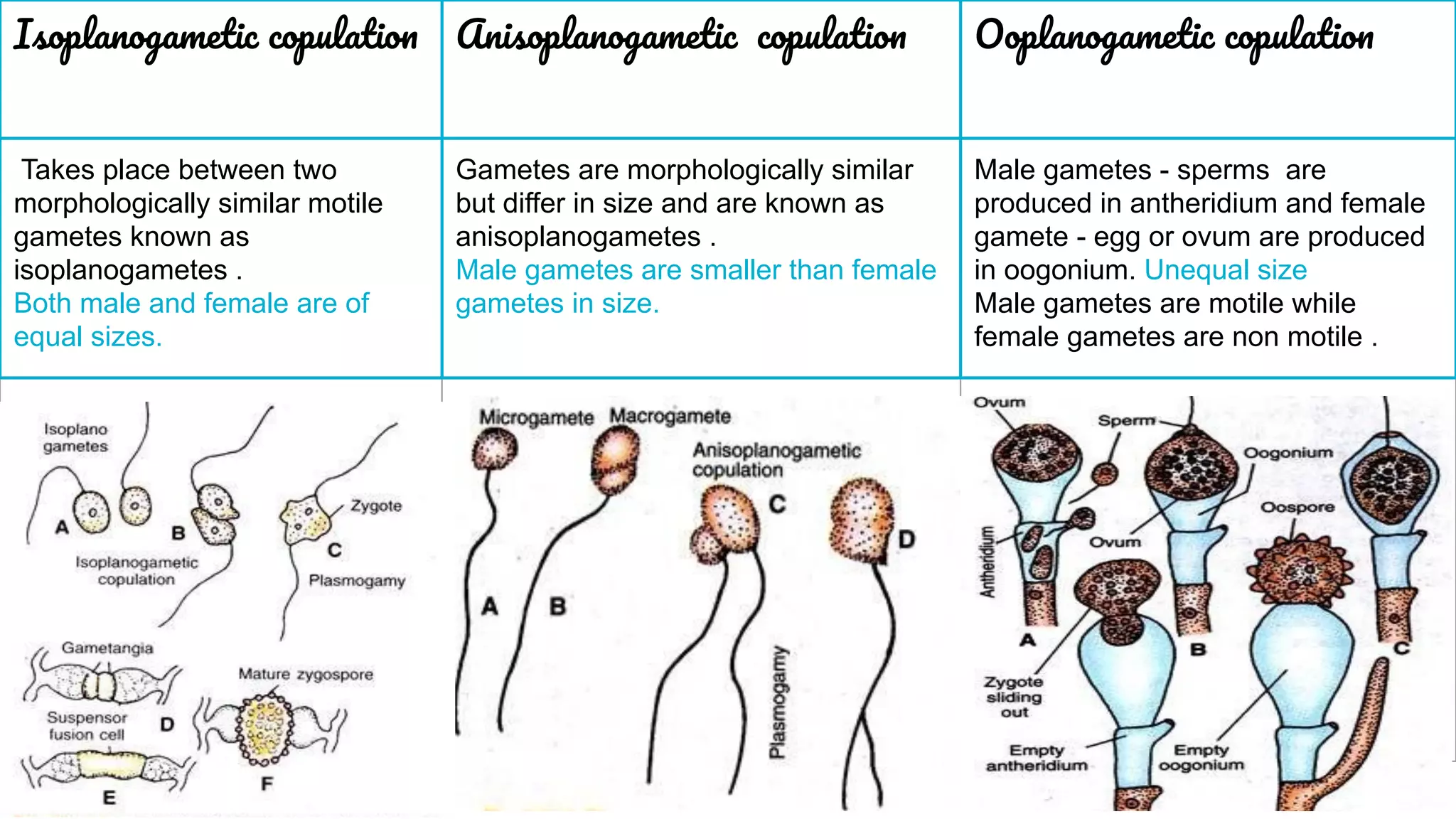 Mycology presentation (phycomycetes) | PDF