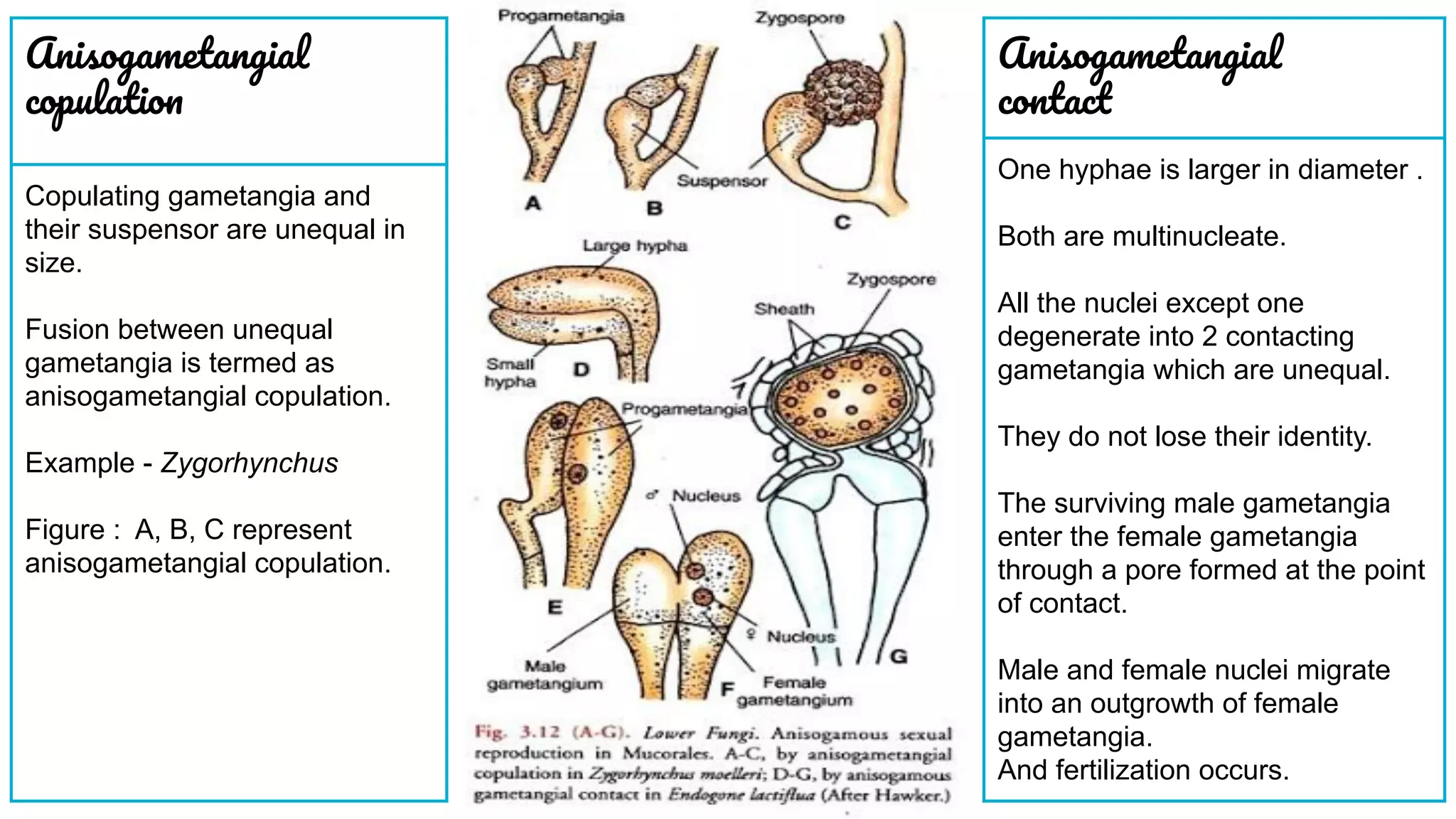 Mycology presentation (phycomycetes) | PDF
