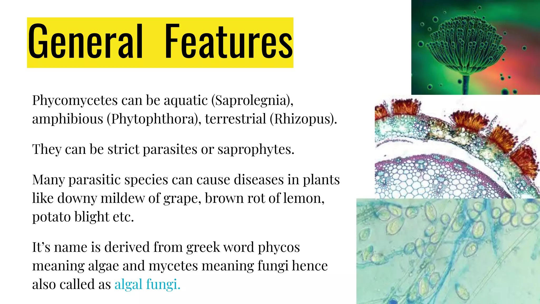 Mycology presentation (phycomycetes) | PDF