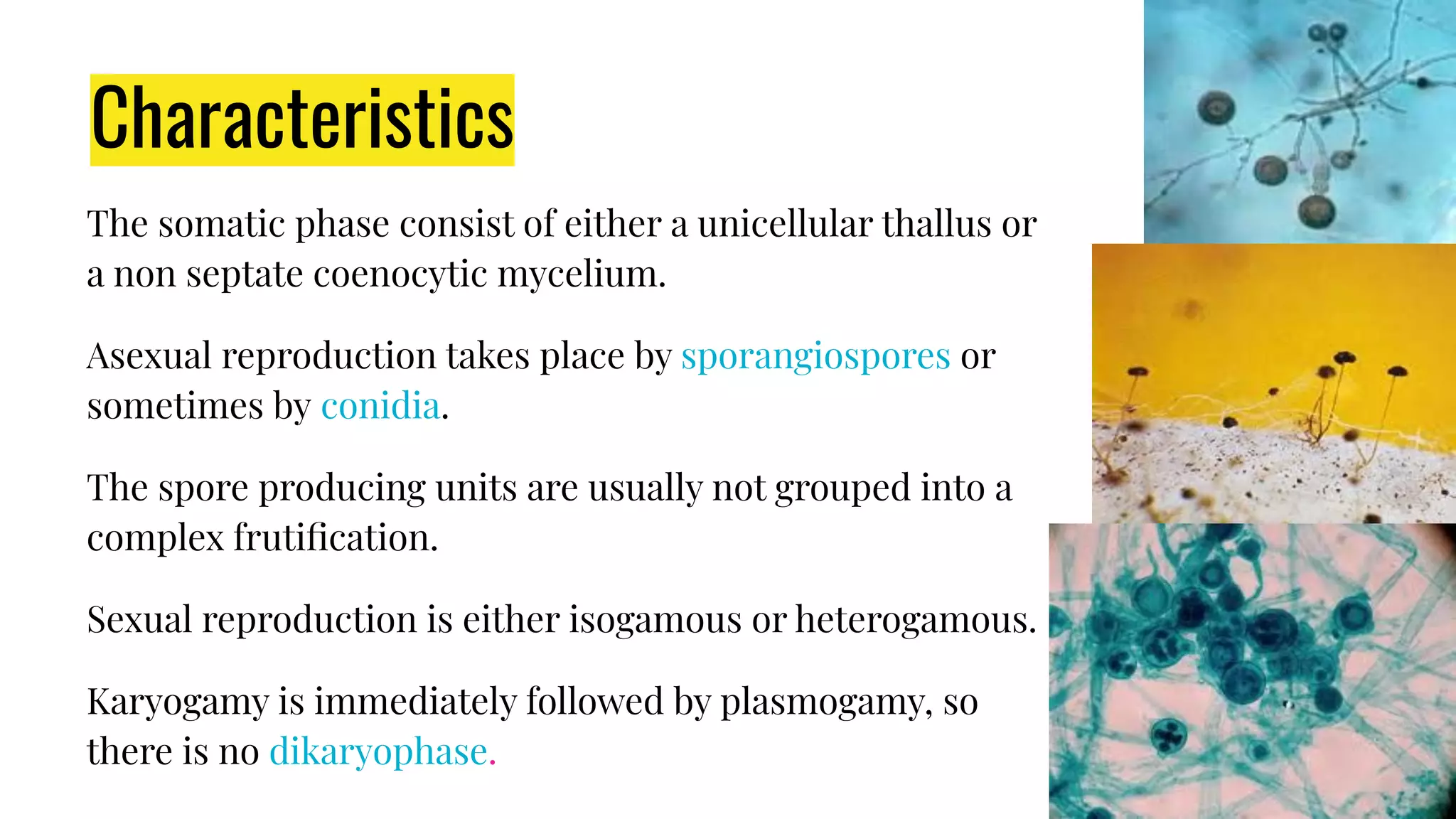 Mycology presentation (phycomycetes) | PDF