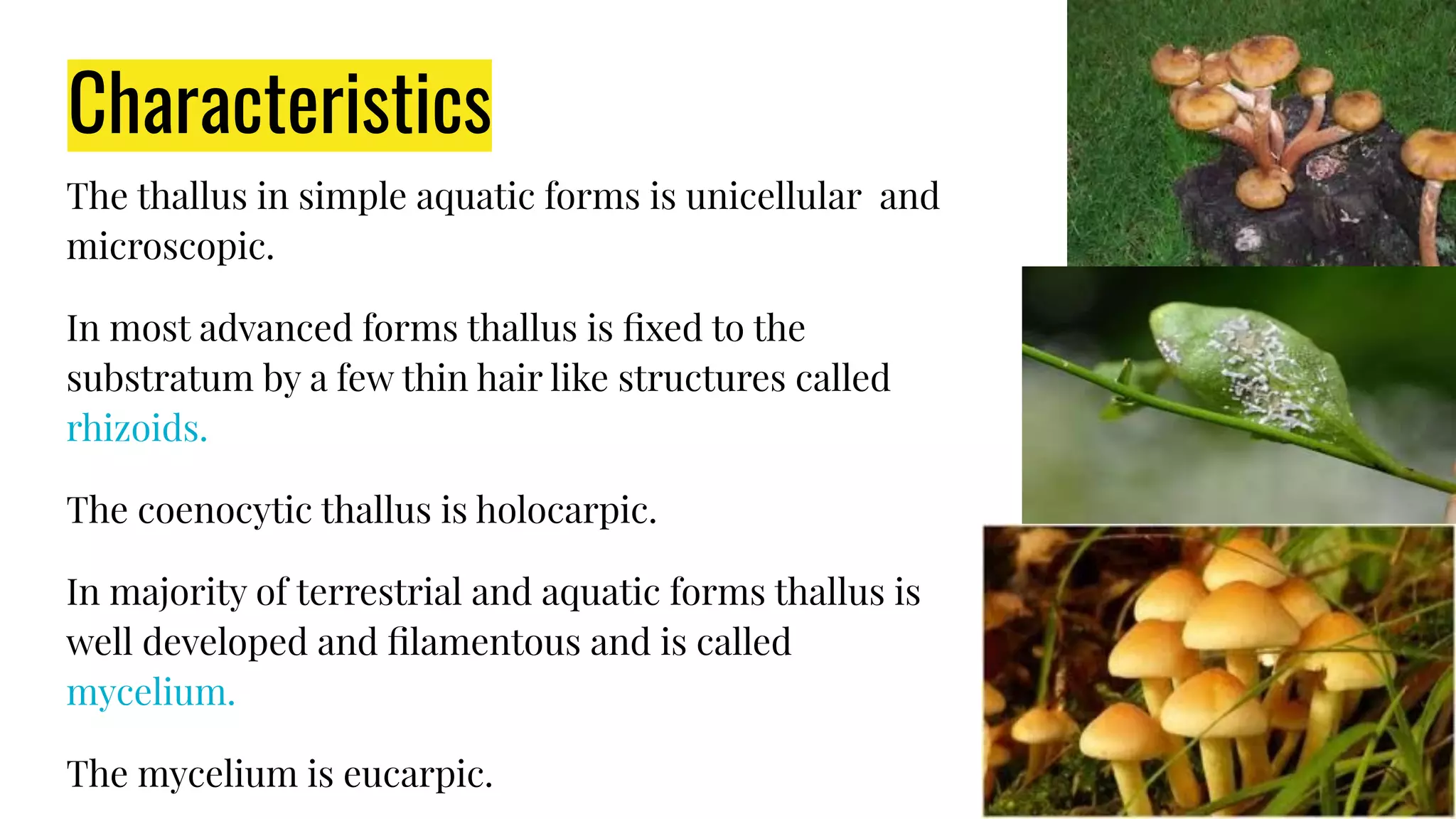 Mycology presentation (phycomycetes) | PDF