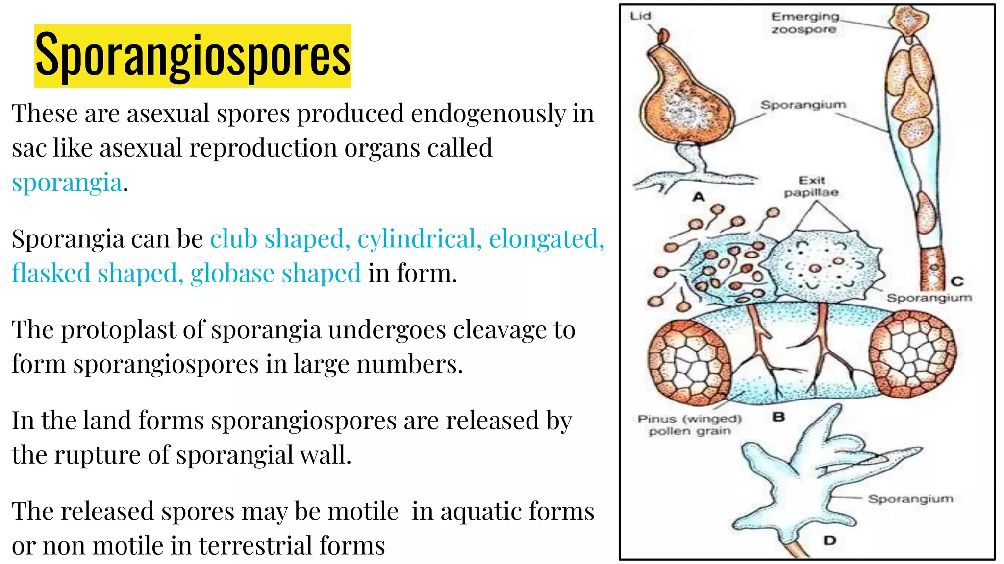 Mycology presentation (phycomycetes) | PDF