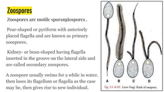 Mycology presentation (phycomycetes) | PDF | Infertility | Reproductive ...