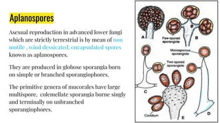 Mycology presentation (phycomycetes) | PDF