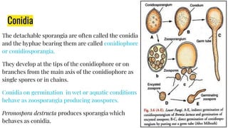 Mycology presentation (phycomycetes) | PDF | Infertility | Reproductive ...