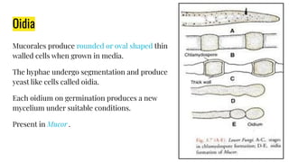 Mycology presentation (phycomycetes) | PDF | Infertility | Reproductive ...