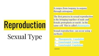 Mycology presentation (phycomycetes) | PDF | Infertility | Reproductive ...