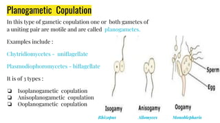 Mycology presentation (phycomycetes) | PDF