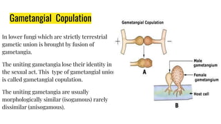 Mycology presentation (phycomycetes) | PDF | Infertility | Reproductive ...