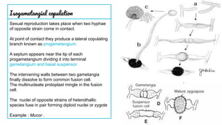 Mycology presentation (phycomycetes) | PDF
