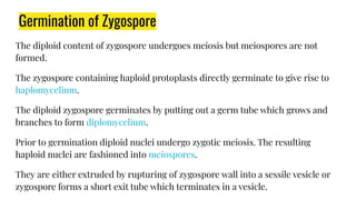 Mycology presentation (phycomycetes) | PDF