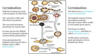 Mycology presentation (phycomycetes) | PDF