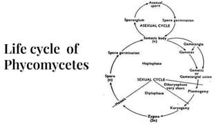 Mycology presentation (phycomycetes) | PDF