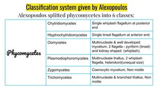 Mycology presentation (phycomycetes) | PDF