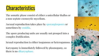 Mycology presentation (phycomycetes) | PDF