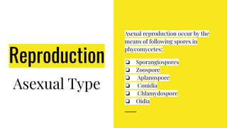 Mycology presentation (phycomycetes) | PDF