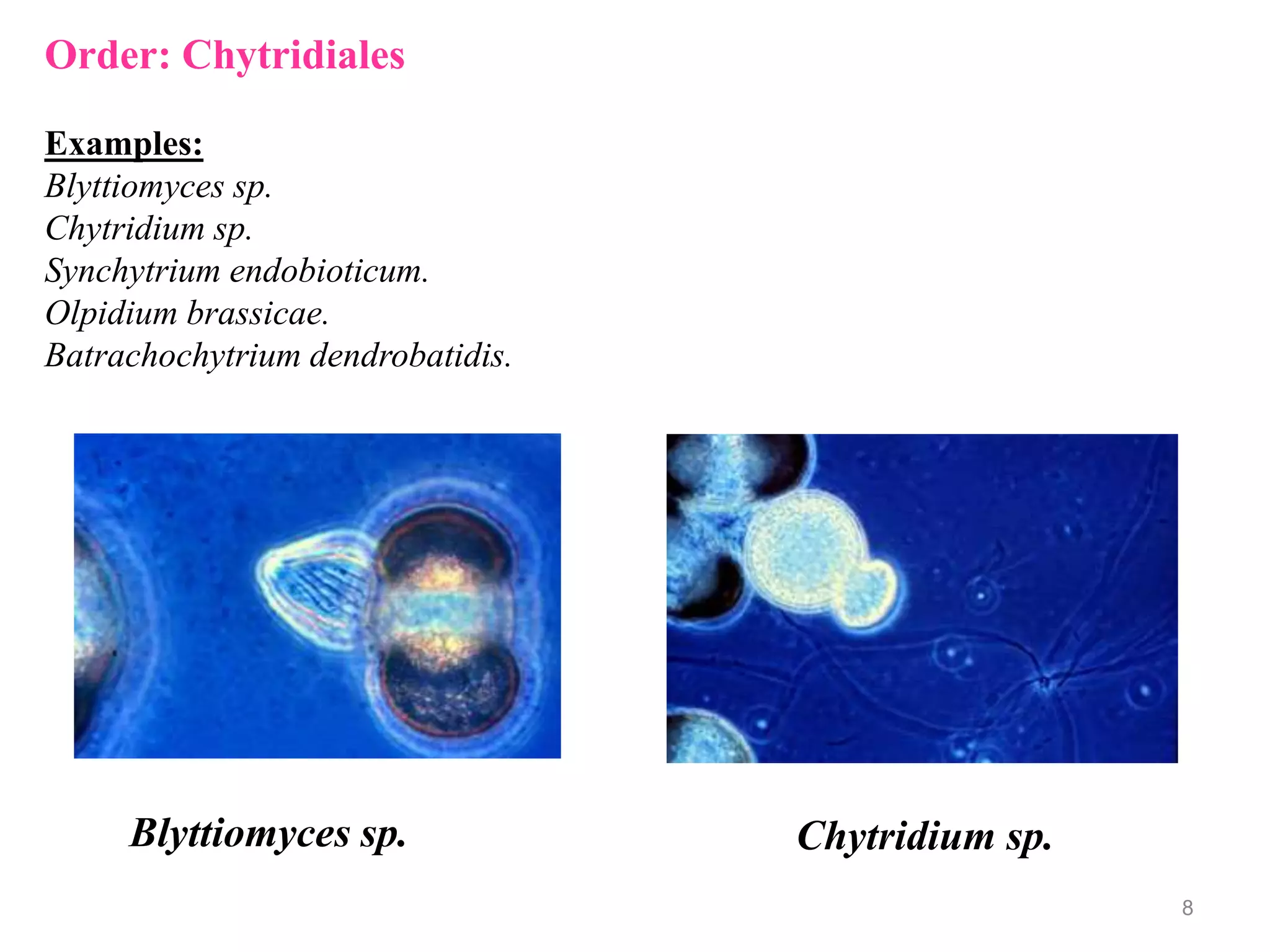 Mycology slides. | PPTX