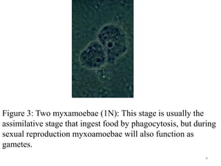 Mycology slides. | PPTX