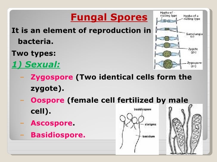 General Mycology