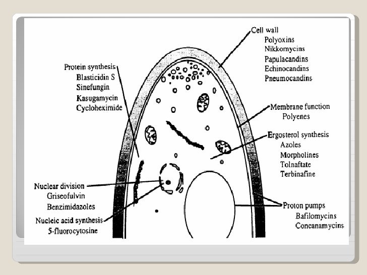 General Mycology