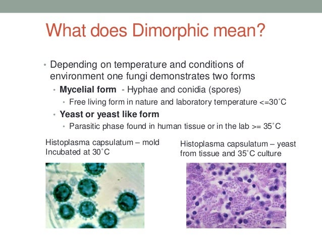 Mycology Update 2017