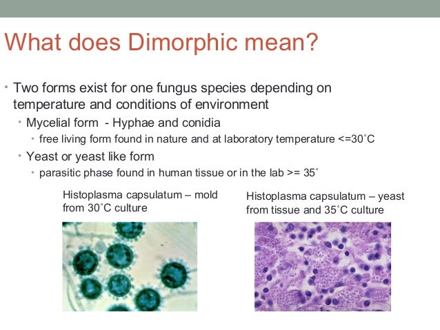 Dimorphic Fungi Dimorphic Fungal Pathogens. * | Download Table