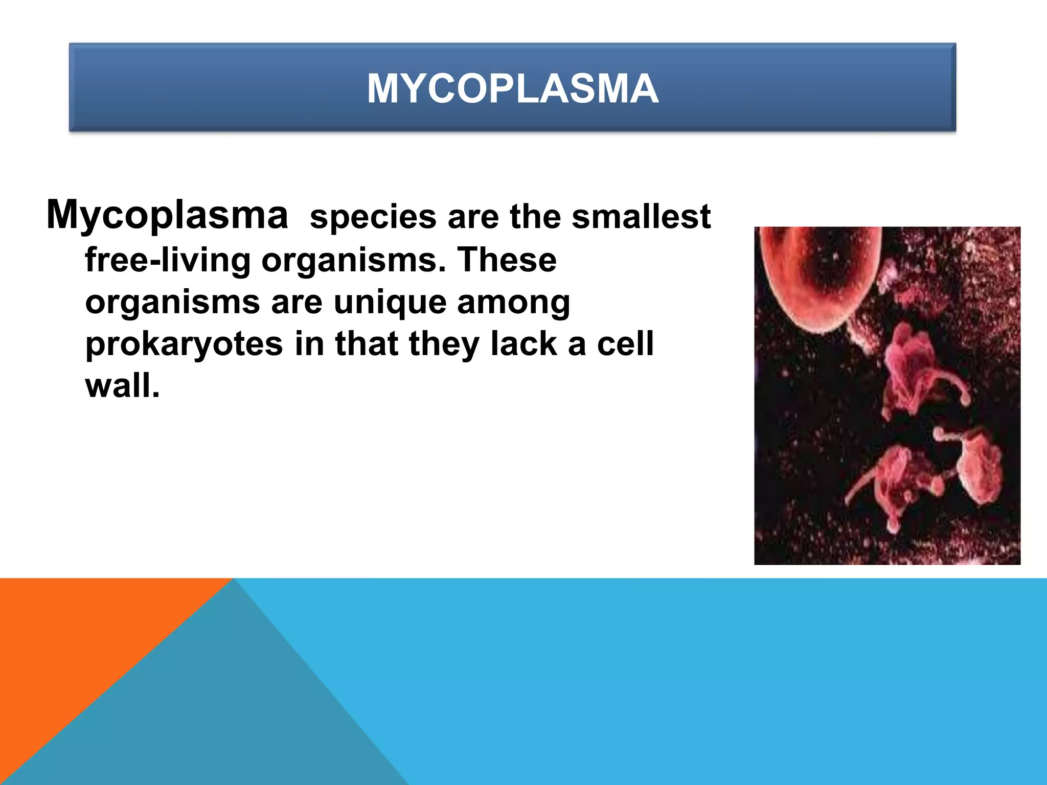 Mycoplasma | PPTX