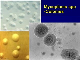 Mycoplasma | PPT