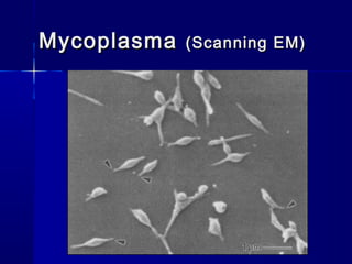 Mycoplasma | PPT