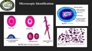 Mycoplasma | PPTX