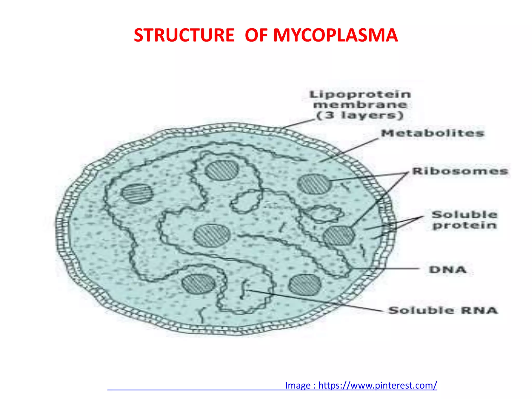 Mycoplasma SMG | PPT