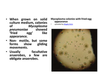 Mycoplasma SMG | PPTX