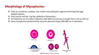 Mycoplasma General Account | PPTX