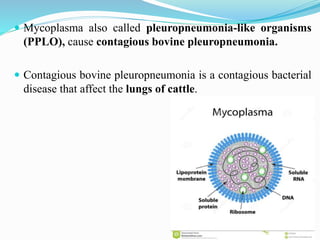 Mycoplasma | PPTX