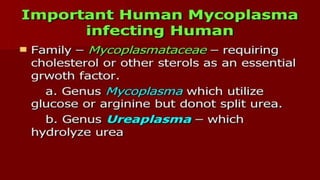 Mycoplasma | PPTX