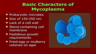 Mycoplasma | PPT
