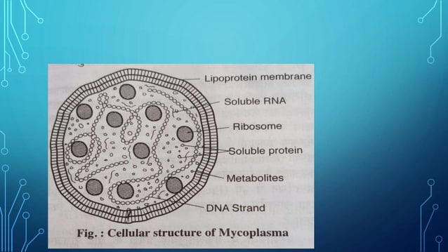 Mycoplasma | PPT