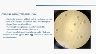 Mycoplasma-Morphology, Classification, Characteristics, Pathogenesis ...