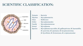 Mycoplasma-Morphology, Classification, Characteristics, Pathogenesis ...