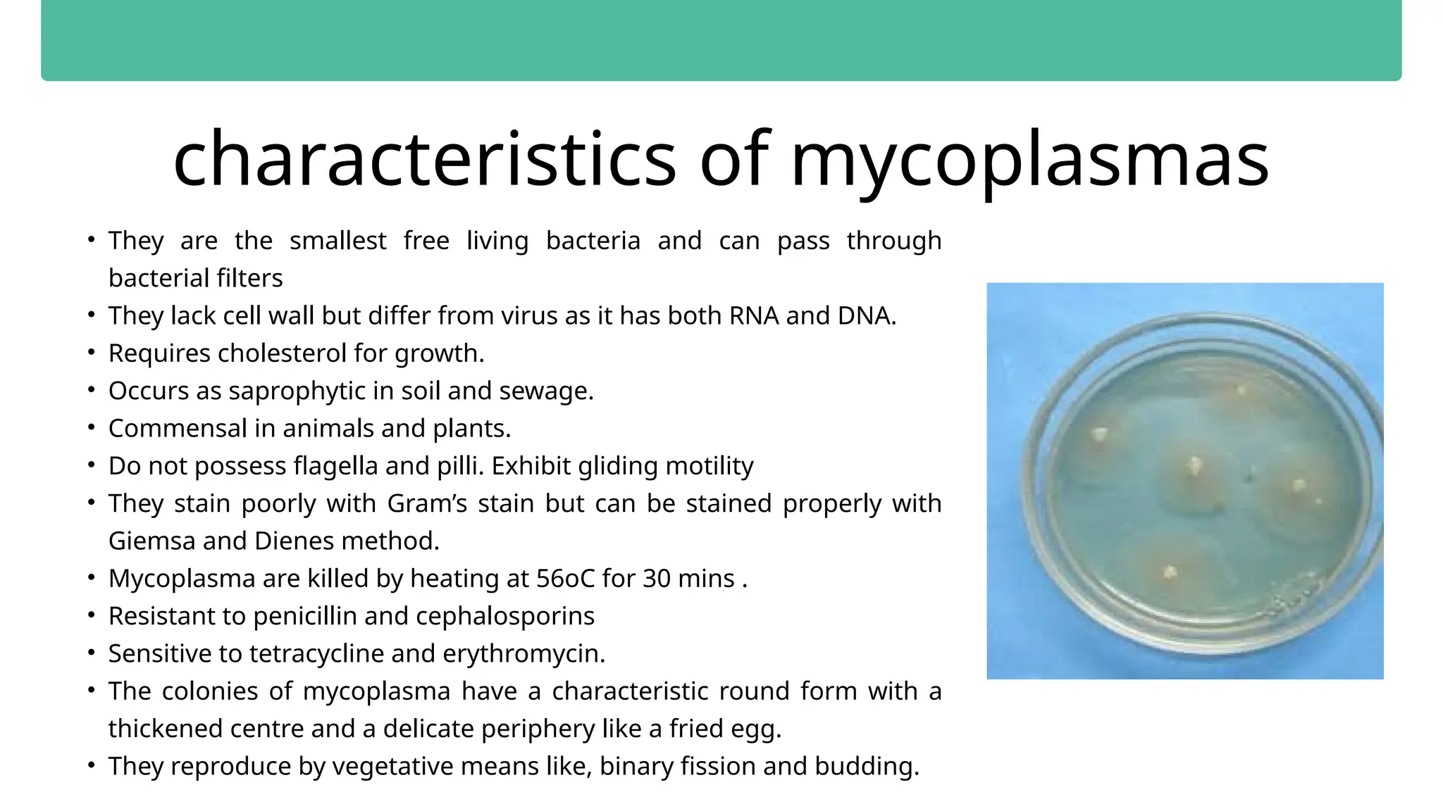 Introduction and Explanation Mycoplasma.pptx