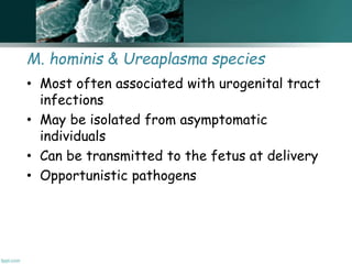 Mycoplasma by aslam matania | PPTX
