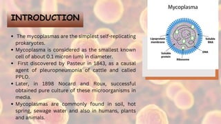 Mycoplasma .pdf