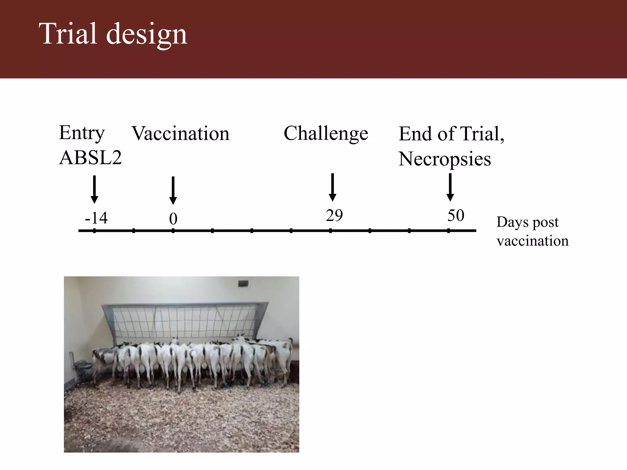Vaccinating goats with live wildtype Mccp strain ILRI181 induces ...