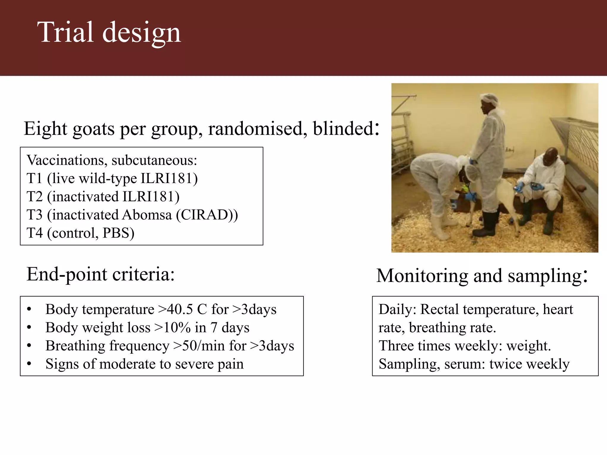 Vaccinating goats with live wildtype Mccp strain ILRI181 induces ...