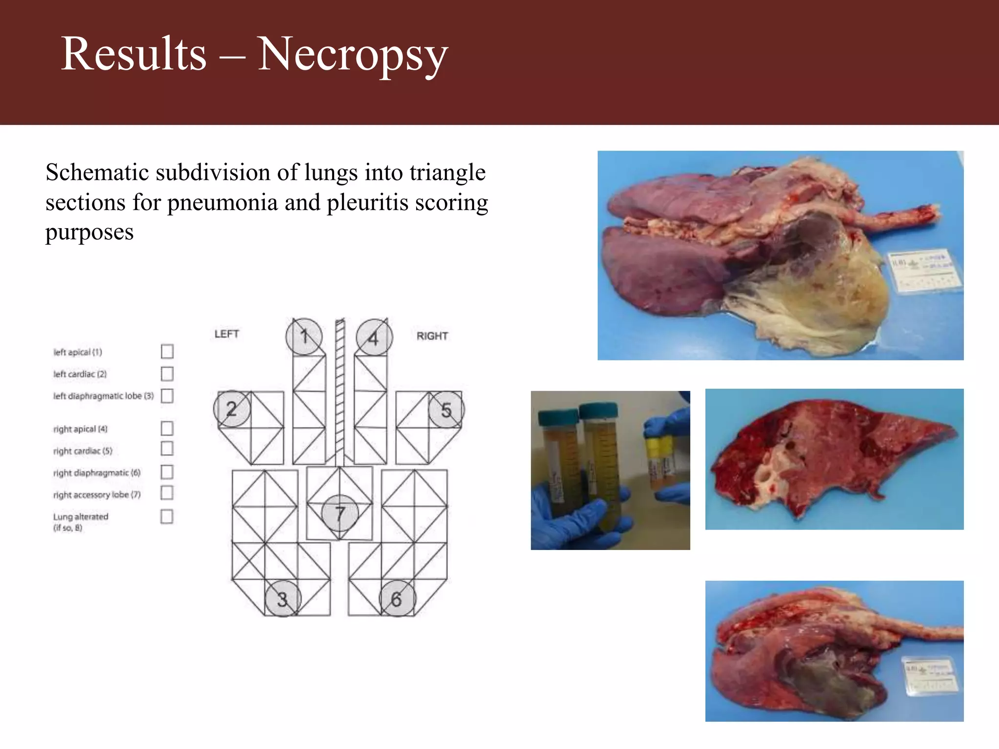 Vaccinating goats with live wildtype Mccp strain ILRI181 induces ...