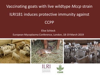Vaccinating goats with live wildtype Mccp strain ILRI181 induces ...