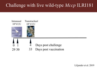 Vaccinating goats with live wildtype Mccp strain ILRI181 induces ...