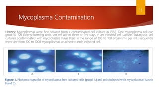 Mycoplasma contamination of cell cultures | PPTX