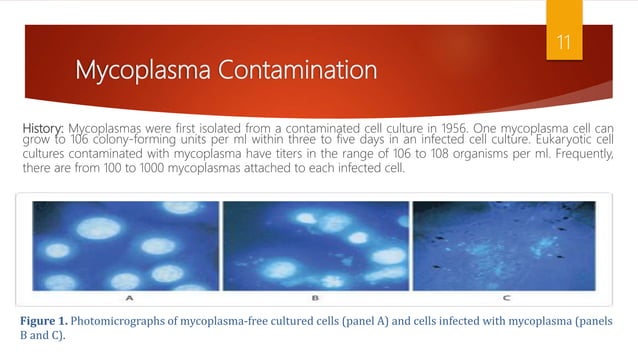Mycoplasma contamination of cell cultures | PPT