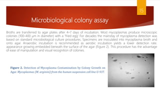 Mycoplasma contamination of cell cultures | PPTX